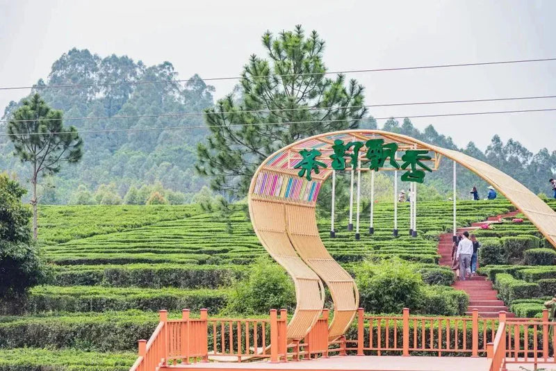 Why Choose AllenTeas for Chinese Tea?