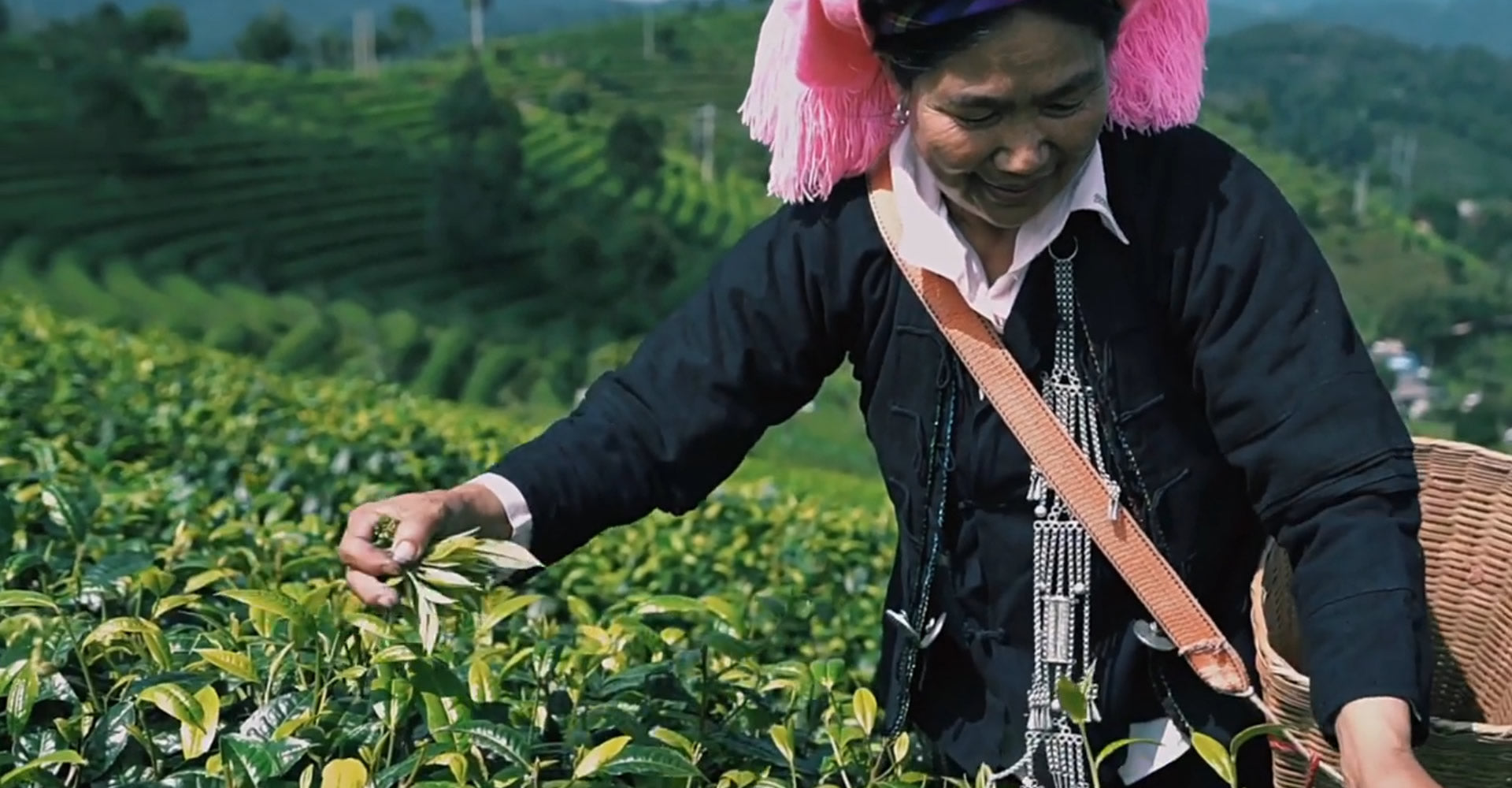 AllenTeas Launches New Line of Organic Teas