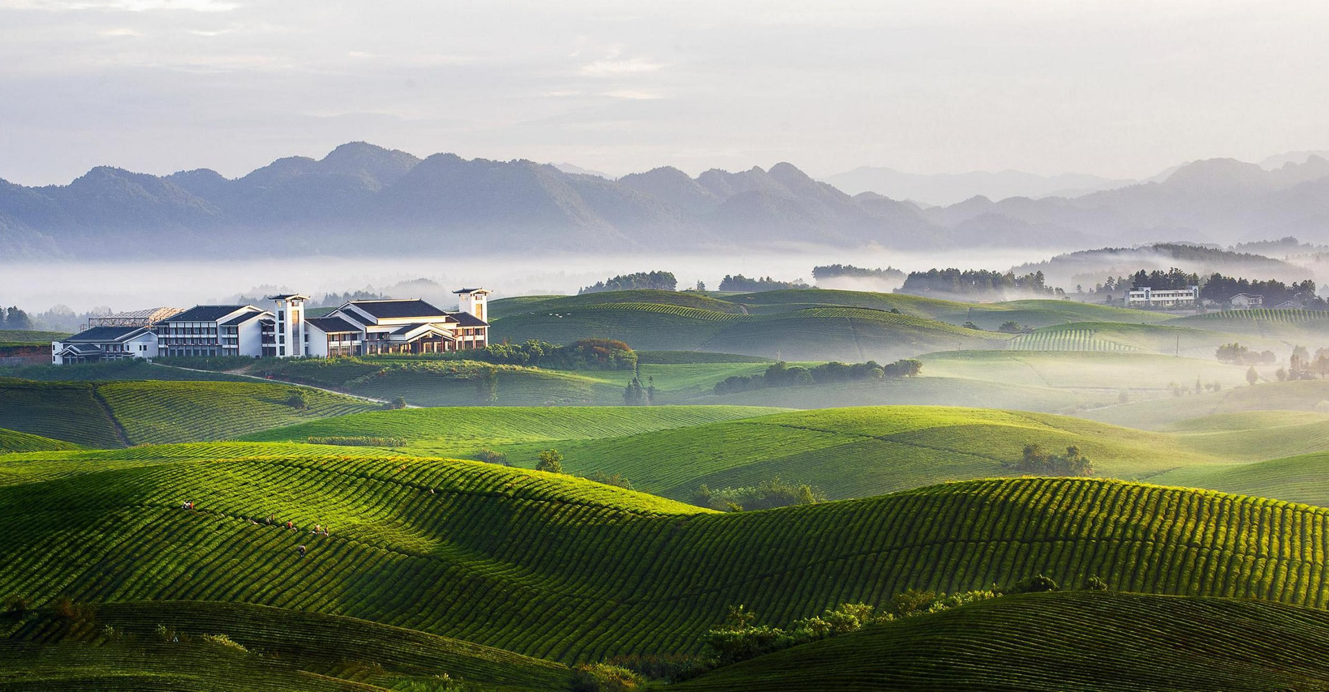 AllenTeas: Buy Best Loose Leaf Chinese Teas_Organic Tea_Eco Tea