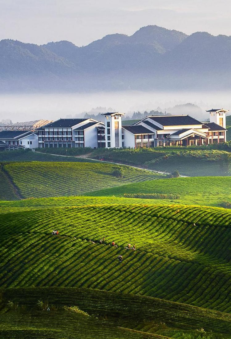 AllenTeas: Buy Best Loose Leaf Chinese Teas_Organic Tea_Eco Tea